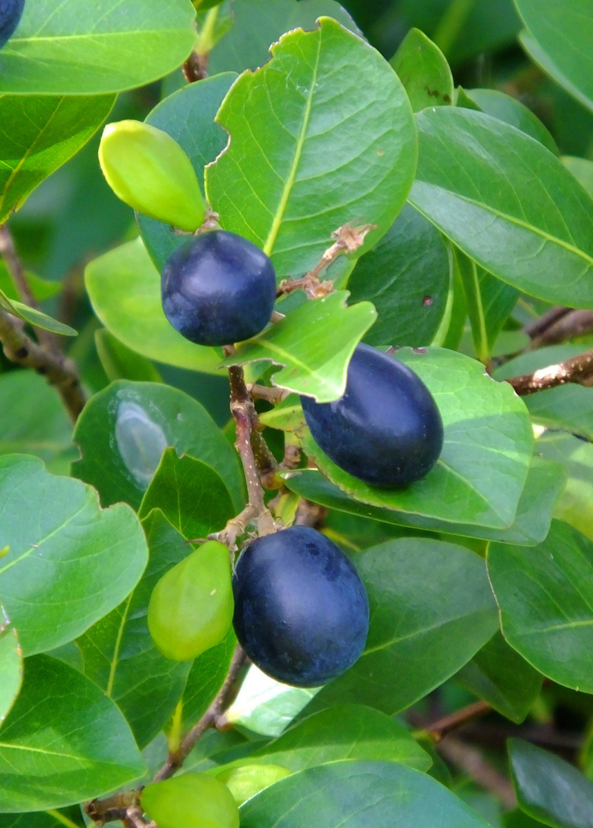 Red Coco Plum Fruiting Shrubs For Sale - SowExotic.com – Sow Exotic
