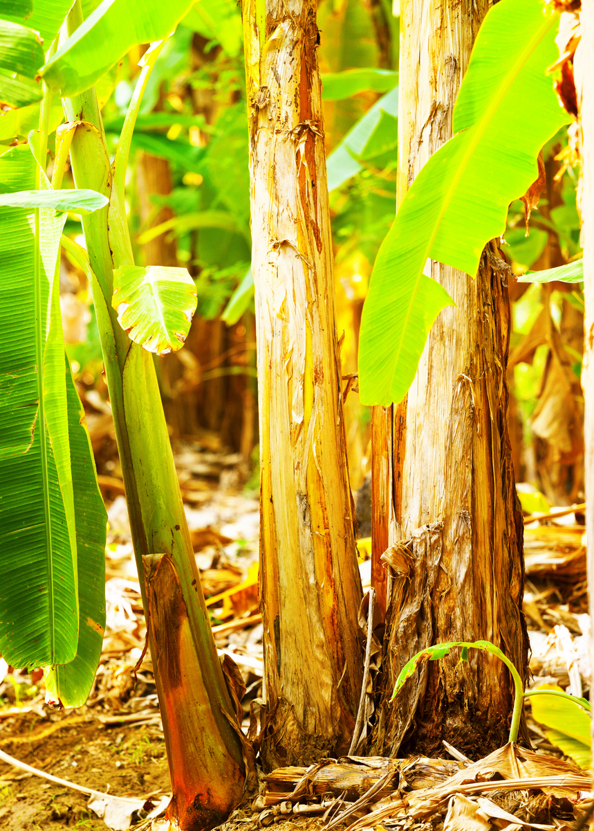 Banana Tree Trunk Red Leaf Abyssinian Banana Tree (ensete Ventricosum