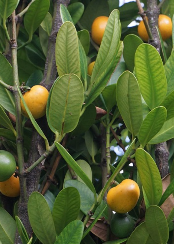 Garcinia Spicata | Fruit Tree For Sale | Sow Exotic