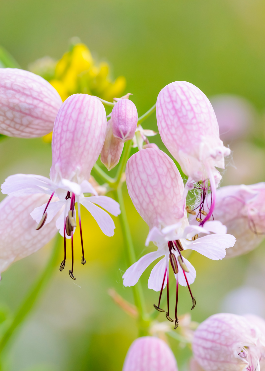 Sculpit (Silene inflata)Plants For Sale - SowExotic.com – Sow Exotic