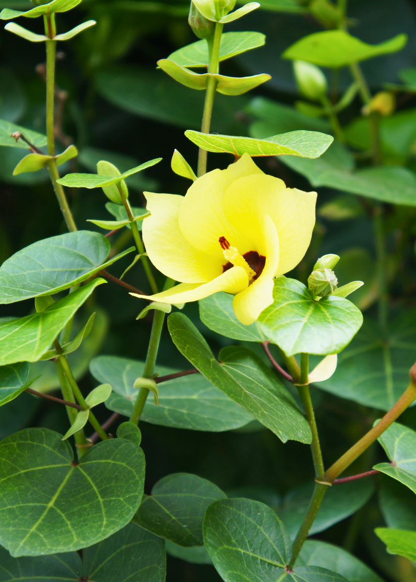 Sea Hibiscus, Mahoe Plants For Sale - SowExotic.com – Sow Exotic