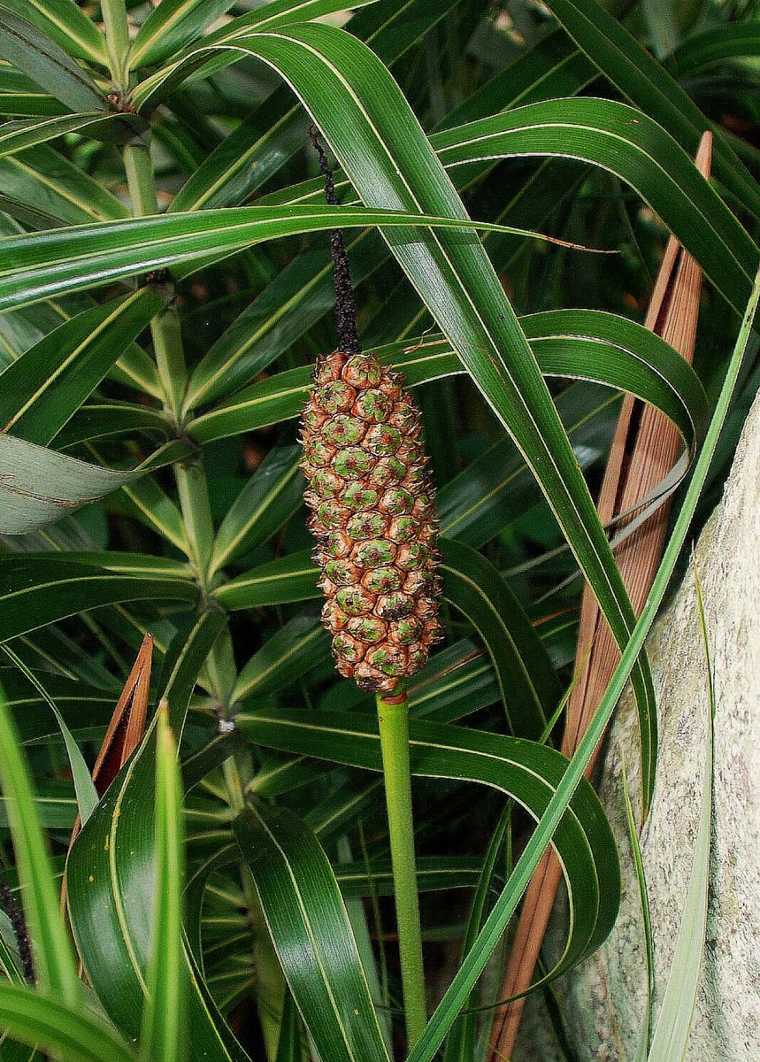 Seashore Palm (Allagoptera arenaria) Fruit Trees For Sale - SowExotic ...