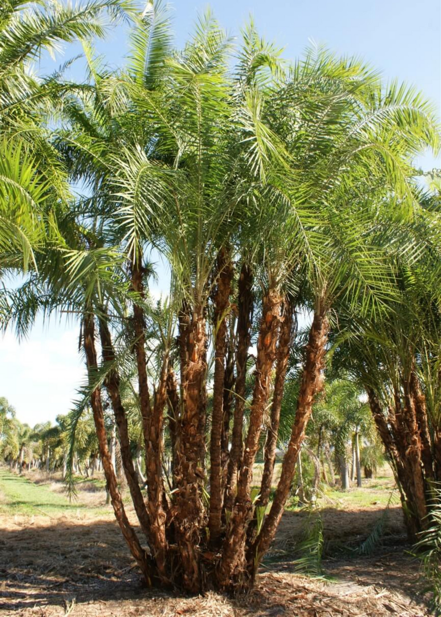 Senegal Date (Phoenix reclinata) Fruit Trees For Sale - SowExotic.com ...