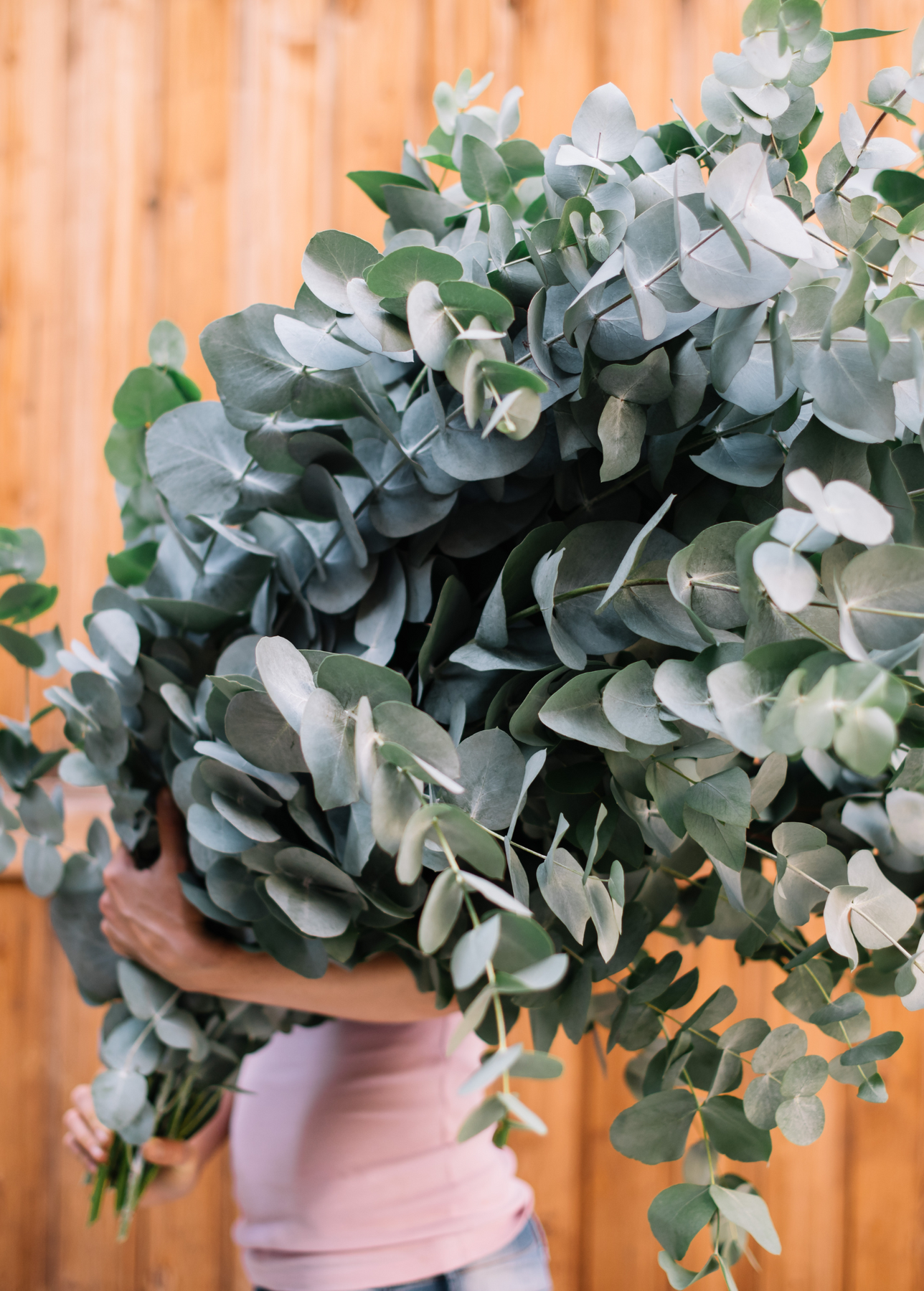 silver dollar eucalyptus stems