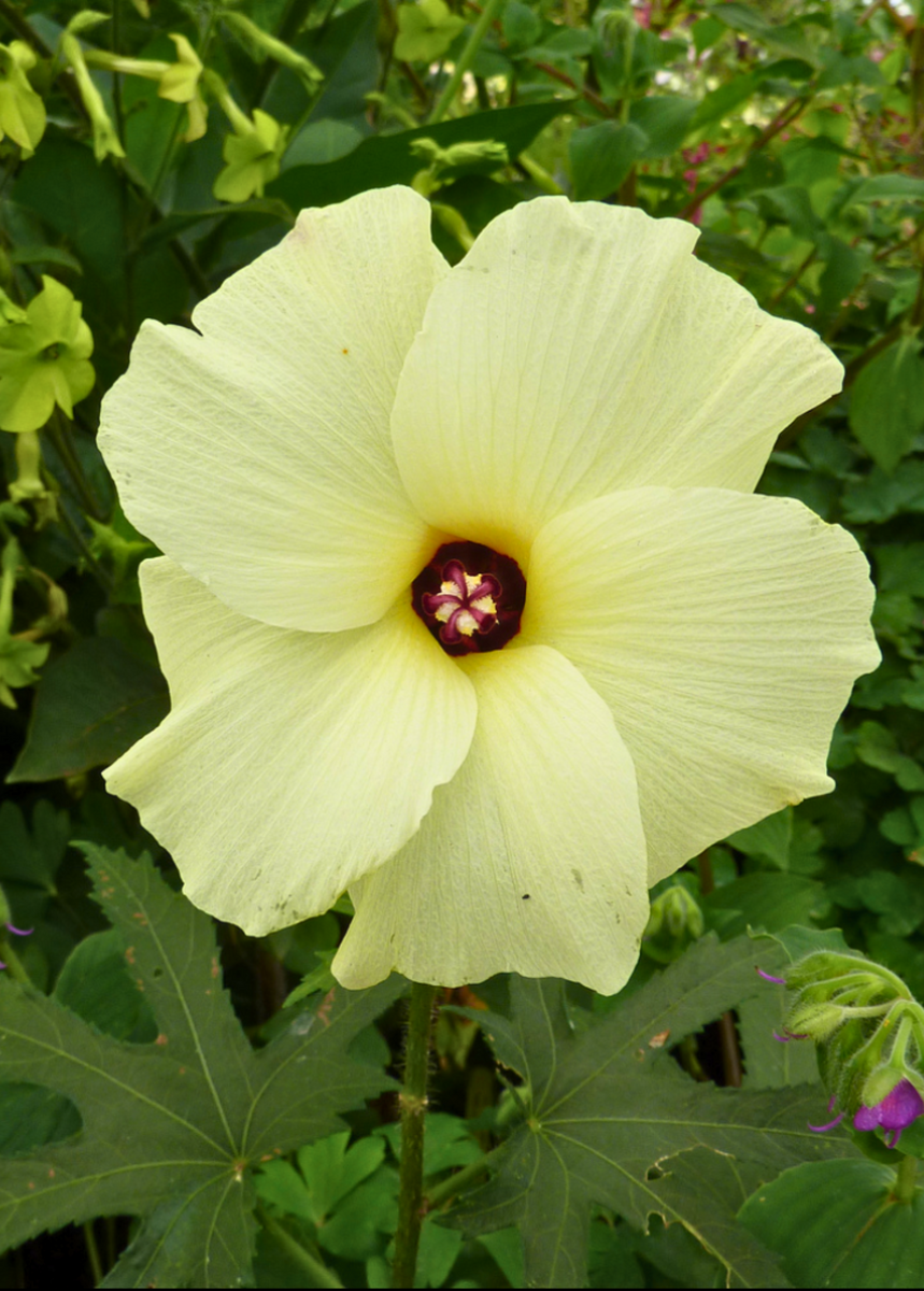 Sea Salad Tree Herb Plant For Sale - SowExotic.com – Sow Exotic