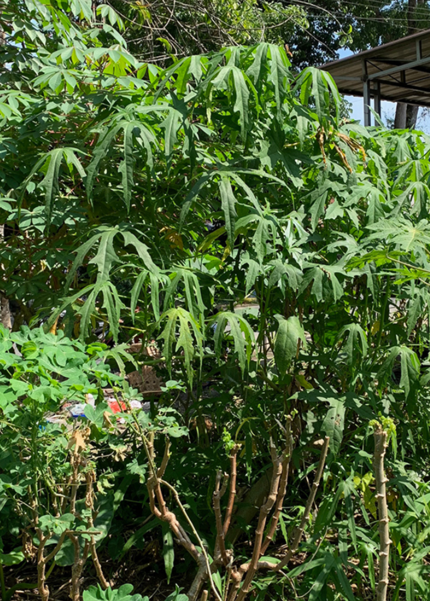 Sea Salad Tree Herb Plant For Sale - SowExotic.com – Sow Exotic