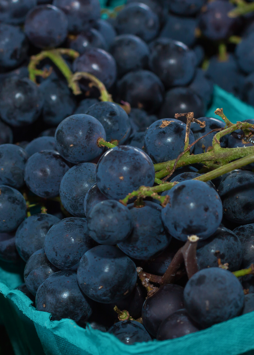 'Southern Home' Grapevine Plants For Sale | SowExotic.com – Sow Exotic