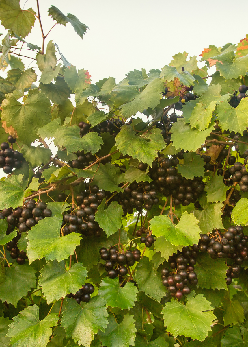 'Southern Home' Grapevine Plants For Sale | SowExotic.com – Sow Exotic