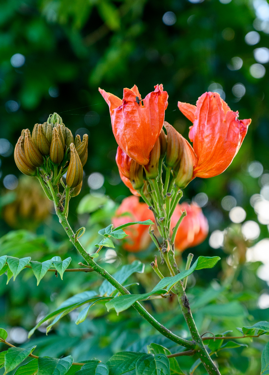 African Tulip Tree, Jamaican Donkey Pee Pee (Spathodea campanulata ...