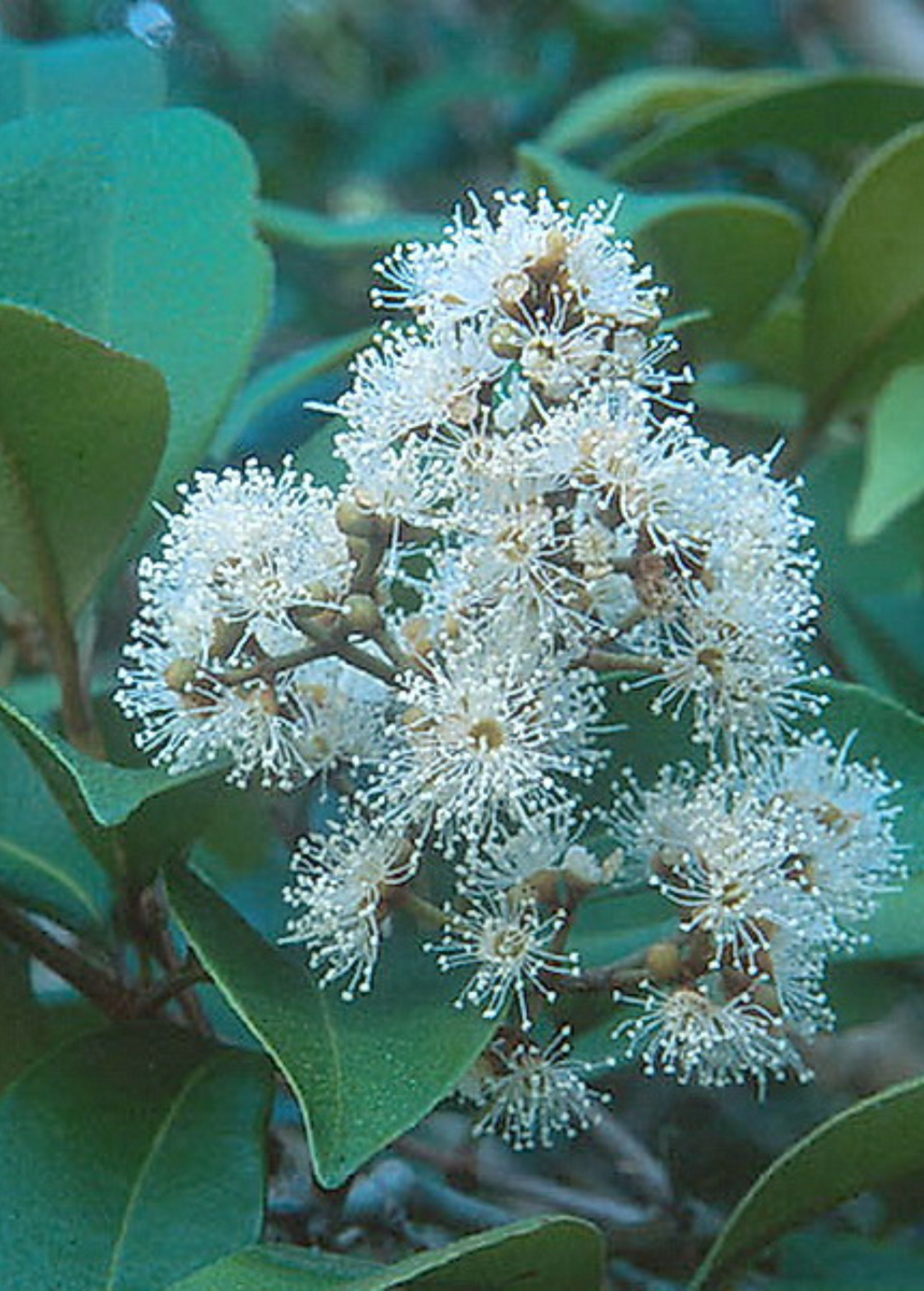 Spice Wood Trees For Sale - SowExotic.com – Sow Exotic