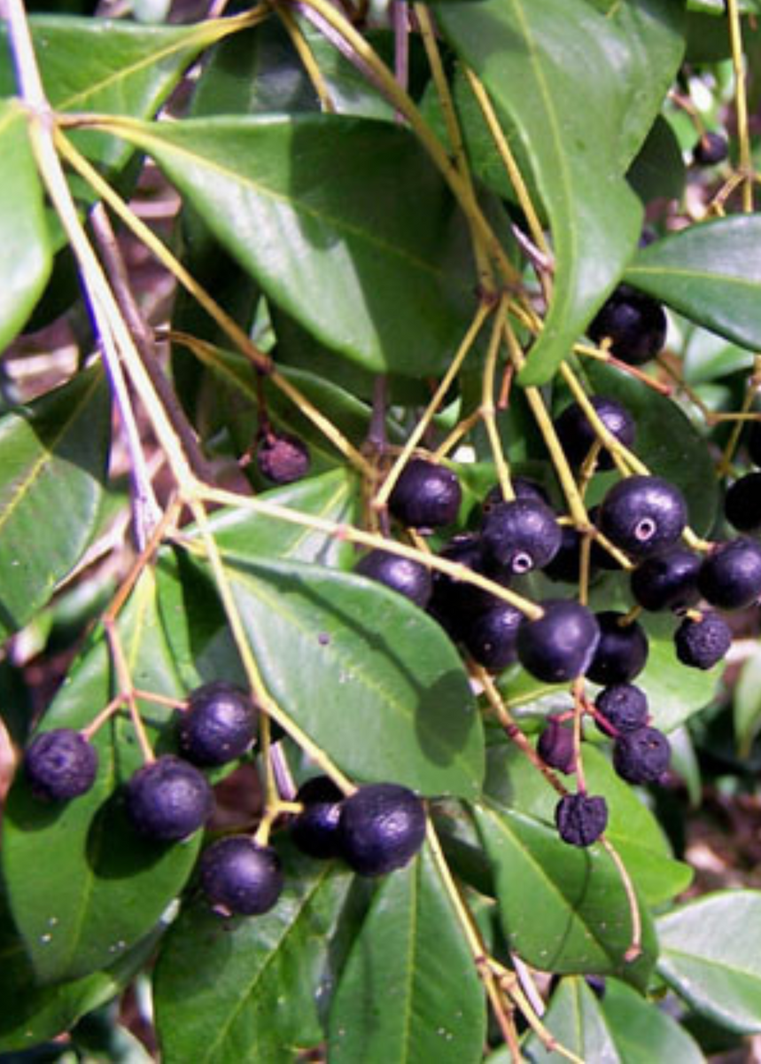 Spice Wood Trees For Sale - SowExotic.com – Sow Exotic