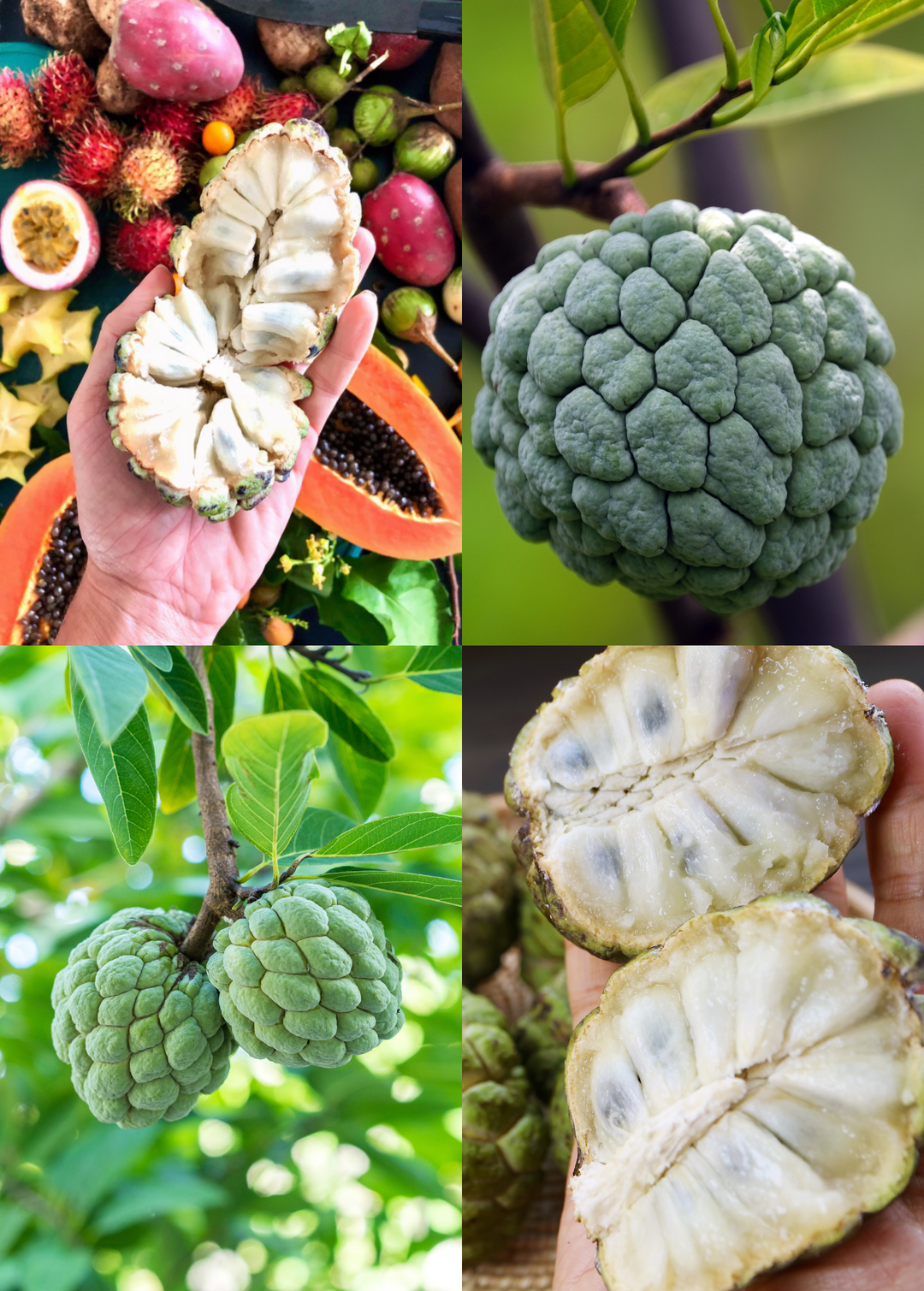 Sugar Apple Tree LeahReese': A New Sugar Apple (Annona Squamosa L.)