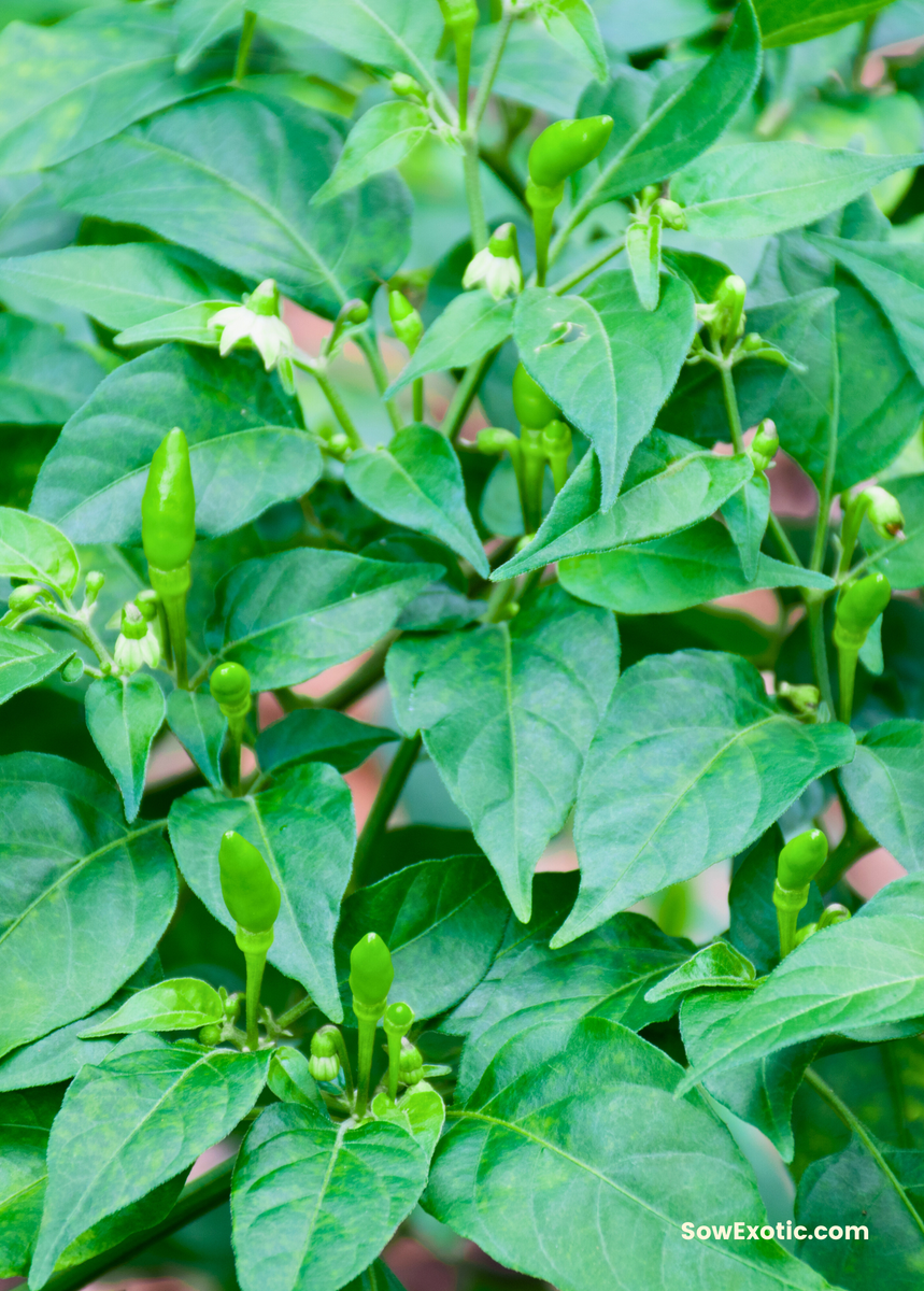 Native Bird Pepper | Live Plant | Sow Exotic