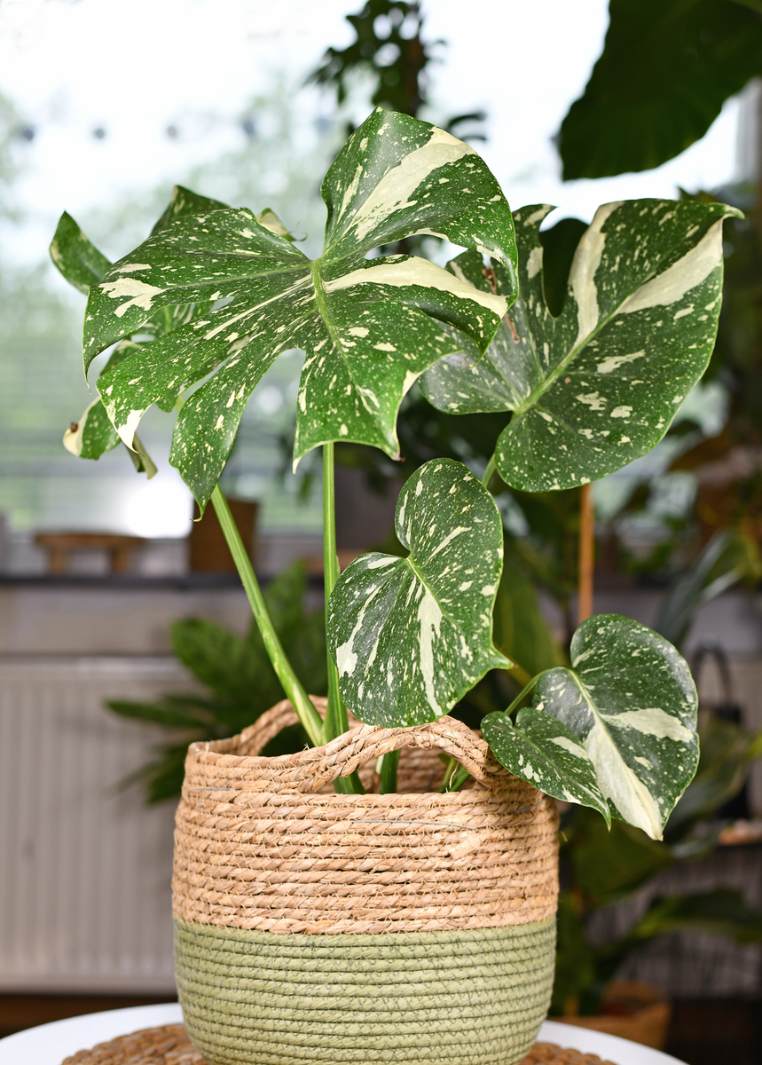 Monstera Plant, Swiss Cheese Plant, Monstera Deliciosa | Sow Exotic