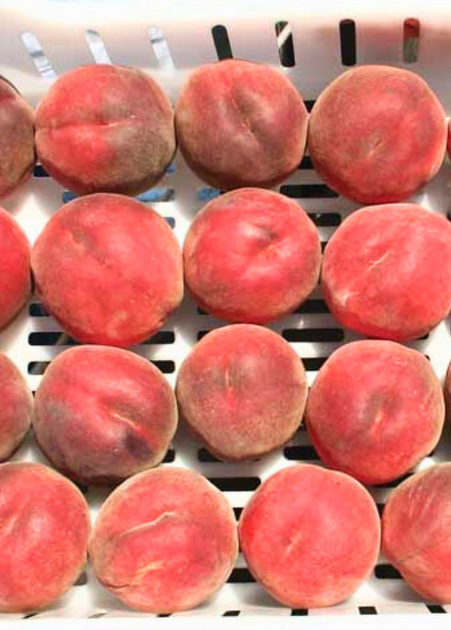 Pollinator-Boosting Blooms – Sow Exotic