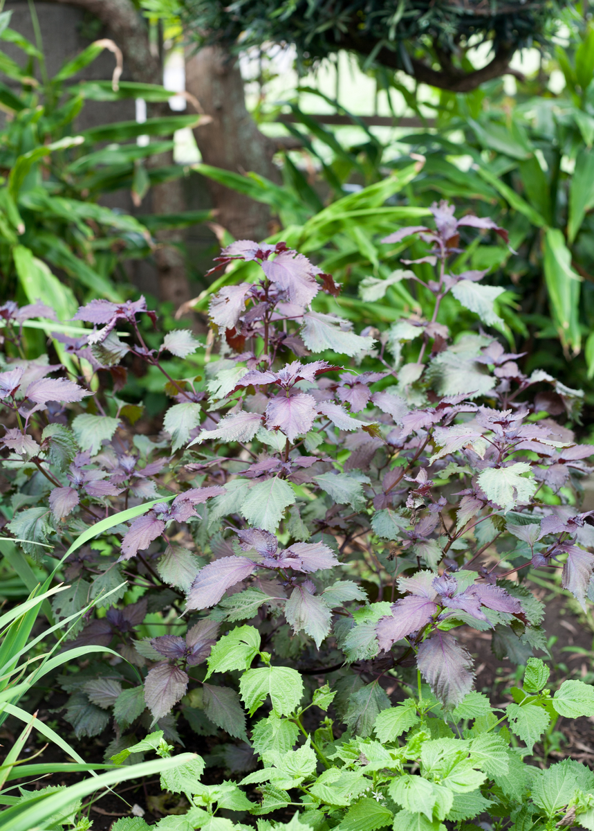 Vietnamese Perilla, Lá Tía Tô Plants For Sale - SowExotic.com – Sow Exotic