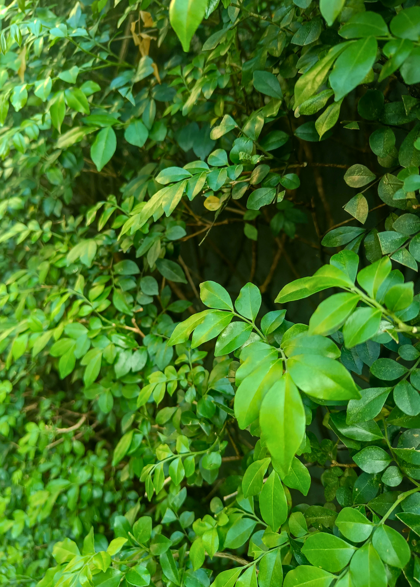 Wampee | Tropical Fruit Tree | Sow Exotic