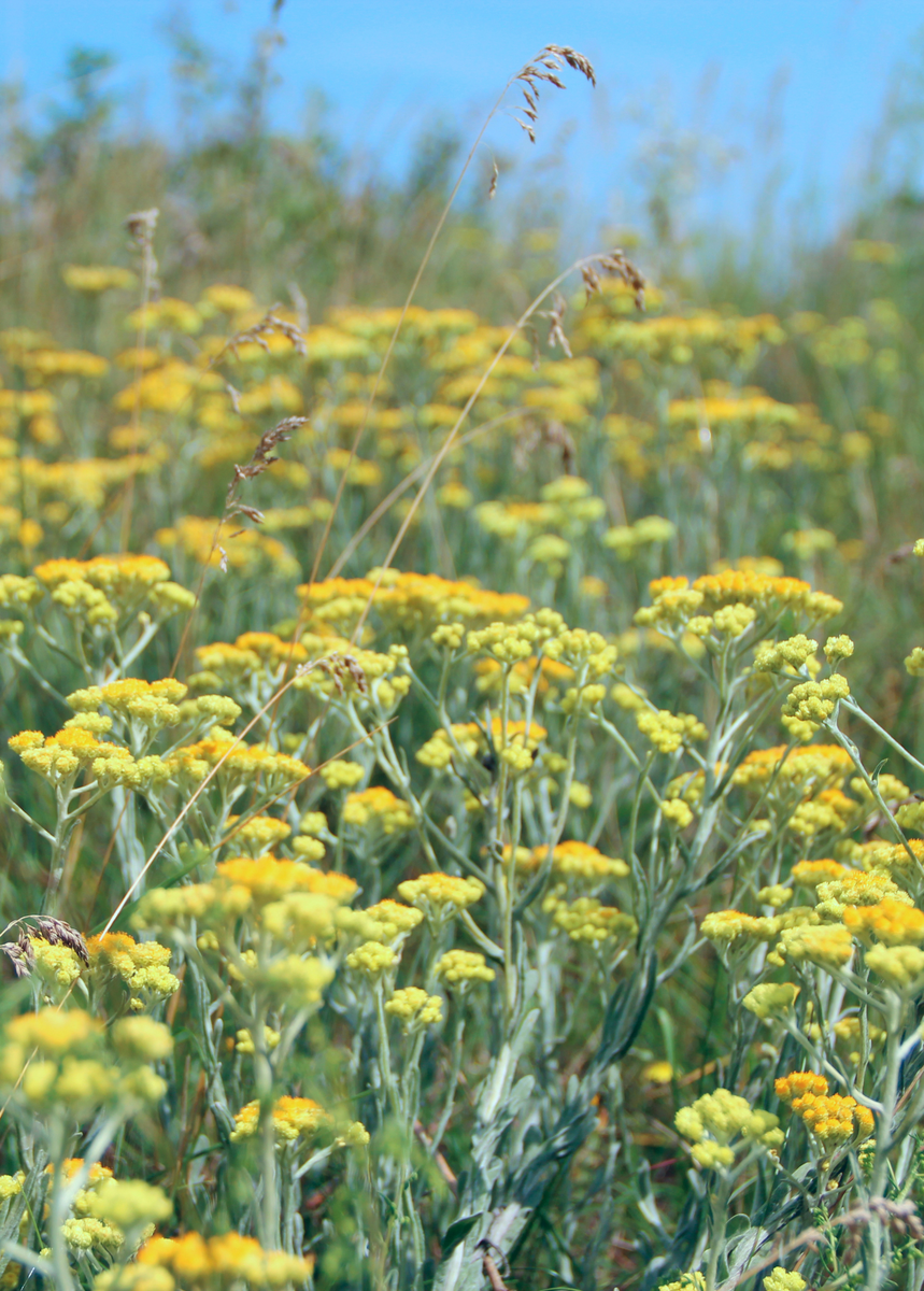 Wormwood (Artemisia absinthium) Plants for Sale - SowExotic.com – Sow ...