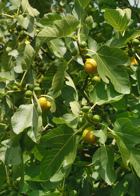 Tropical Fruit & Spice Trees – Page 6 – Sow Exotic