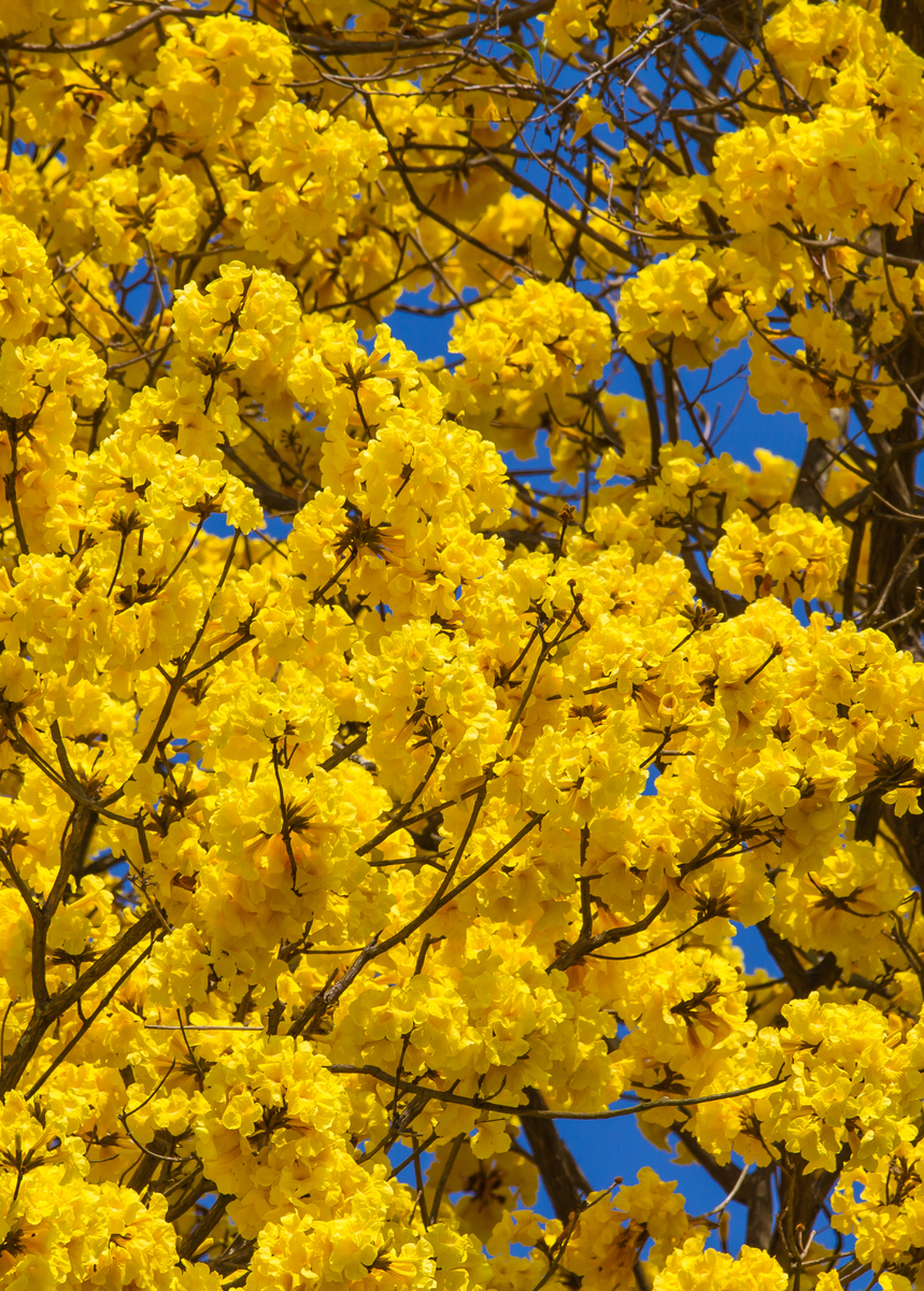 Yellow Tabebuia Trees for Sale - Sow Exotic.com