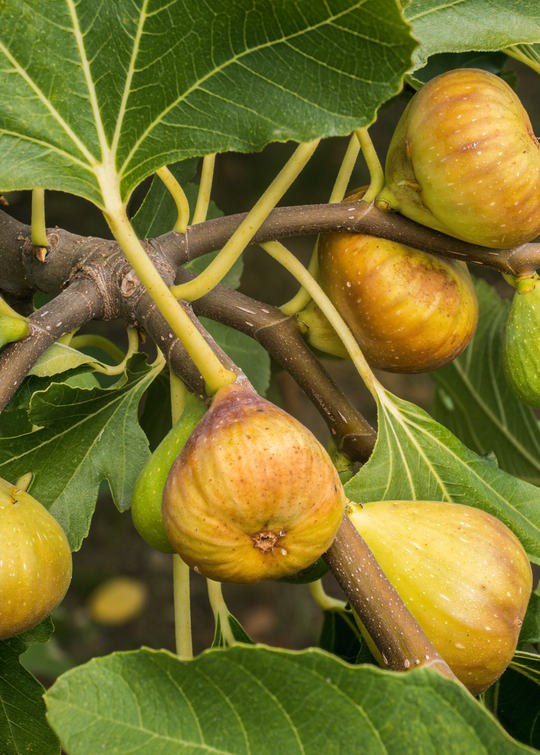 fig fruit tree size