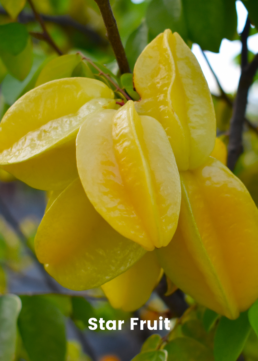 Fast Growing Fruit Tree Bundle: Star Fruit & Papaya – Sow Exotic