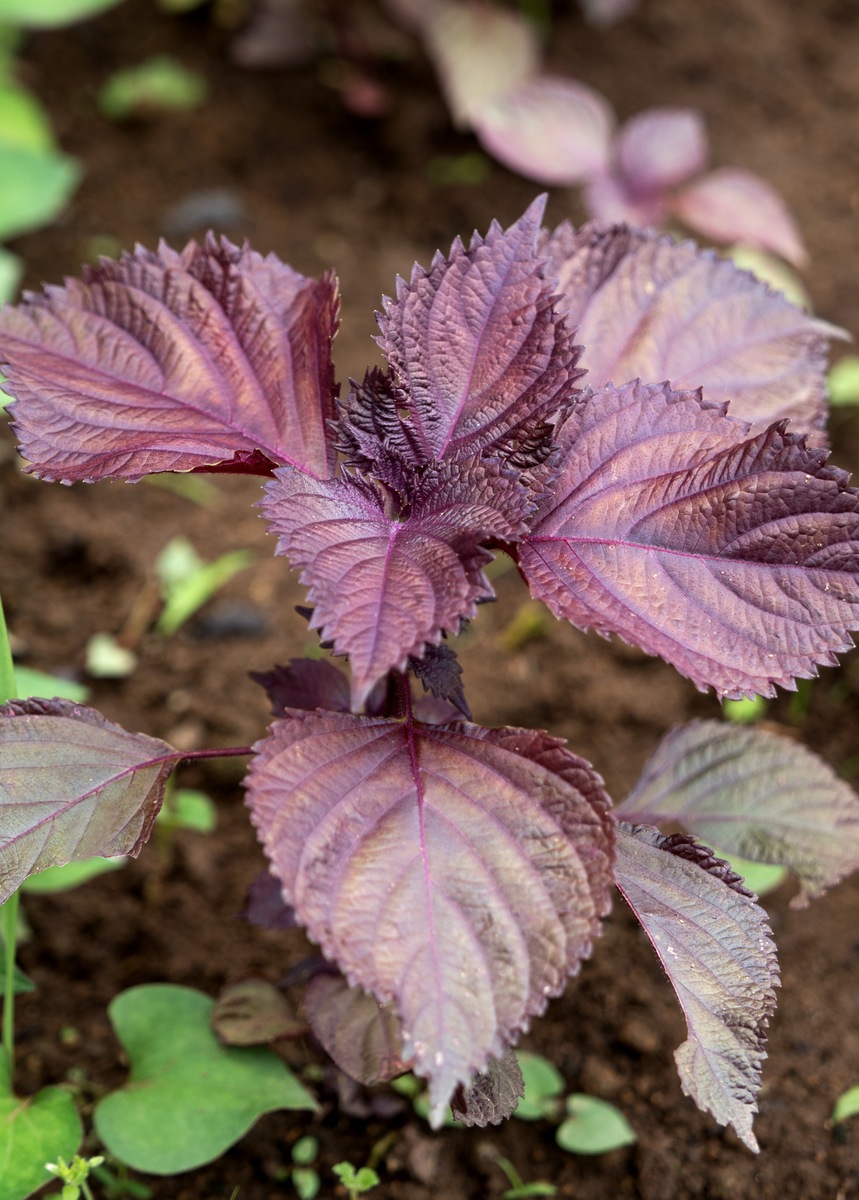 Vietnamese Perilla, Lá Tía Tô Plants For Sale - SowExotic.com – Sow Exotic