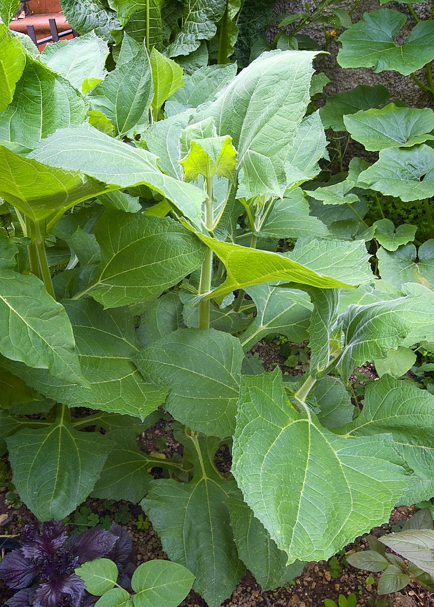 Yacon, Yellow Earth Apple Plant for Sale - SowExotic.com – Sow Exotic