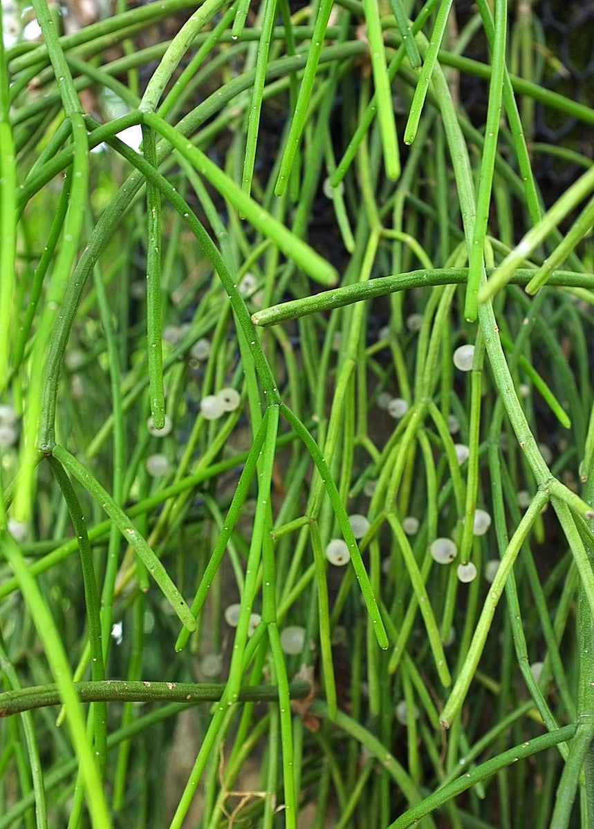 Pencil Cactus (Euphorbia tirucalli) – Sow Exotic