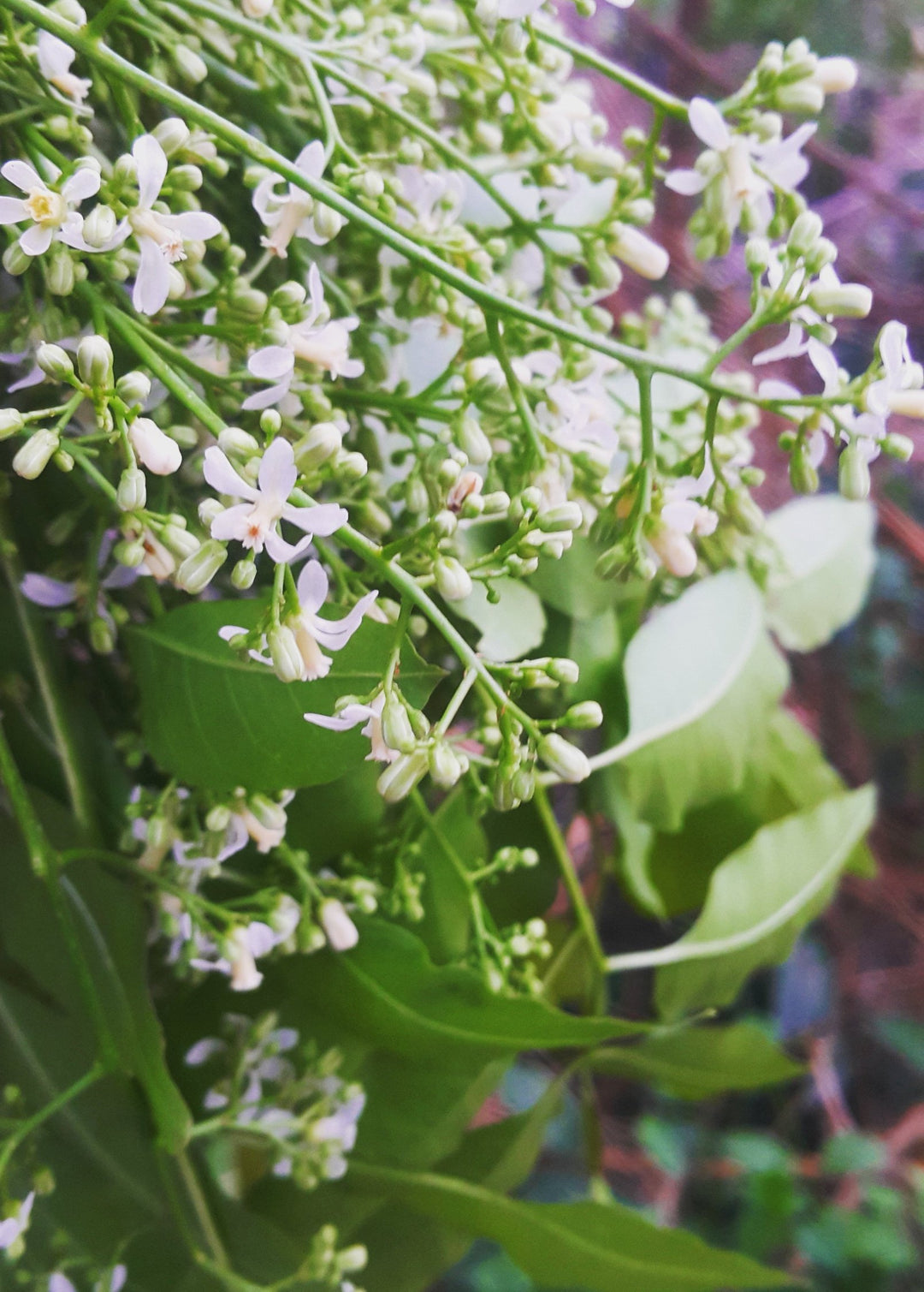 neem tree flower features
