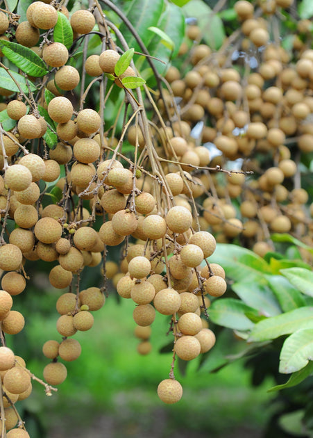 Tropical Fruit & Spice Trees – Sow Exotic