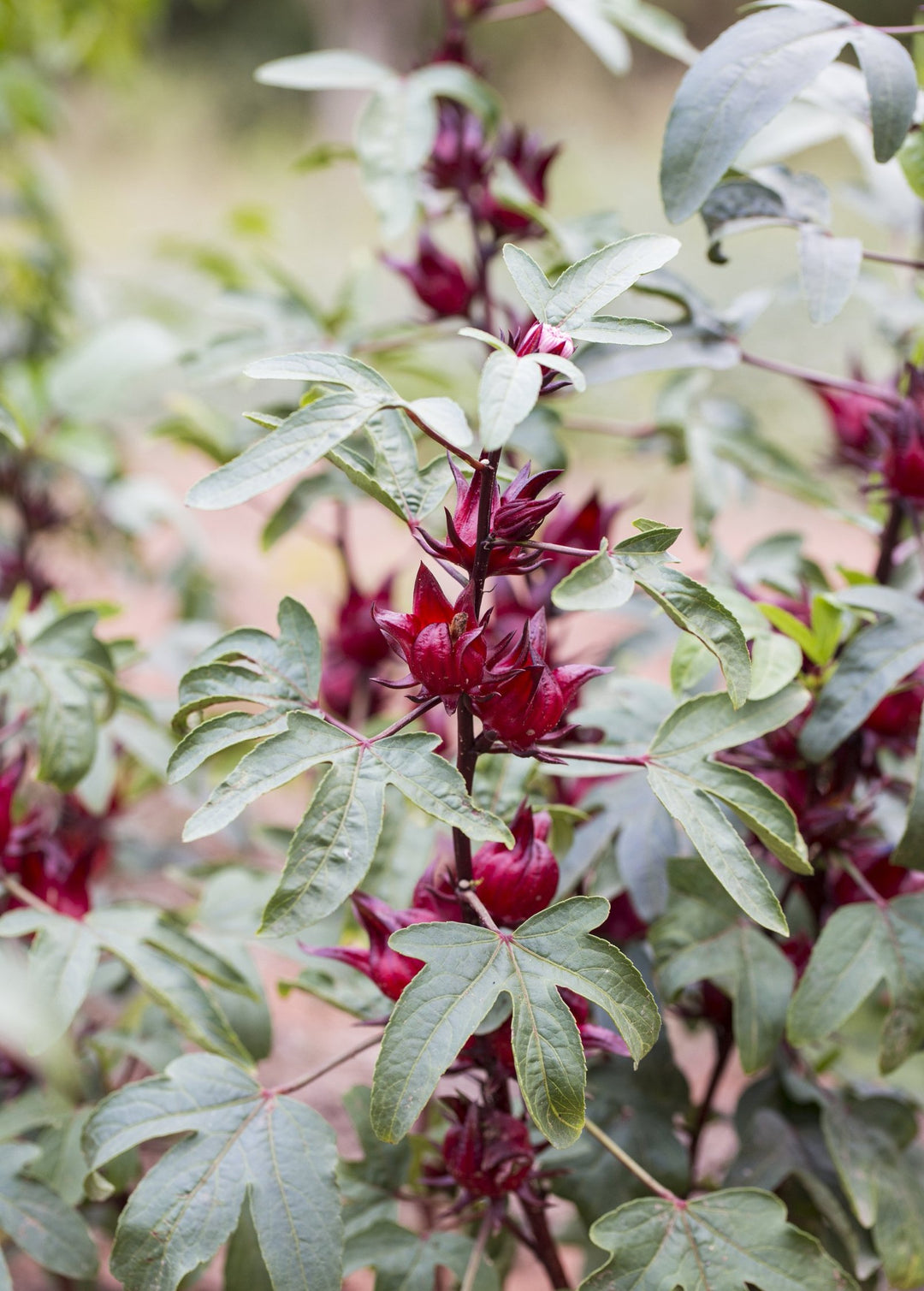 Cranberry Plant Flower