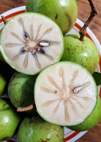 Green Caimito Fruit Trees For Sale - SowExotic.com – Sow Exotic