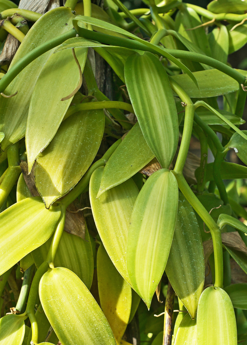 Vanilla Bean Orchid | Rare Fruiting Vine | Sow Exotic