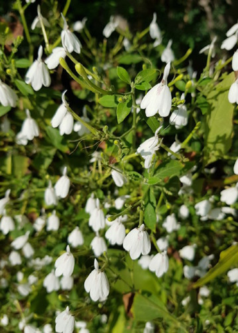 White Crane Flower | Live Medicinal Herb | Sow Exotic