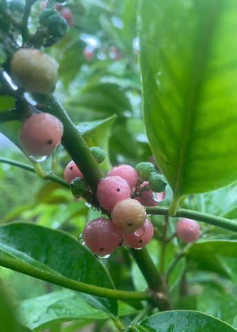 Gin Berry | Live Fruiting Shrub Plant | Sow Exotic