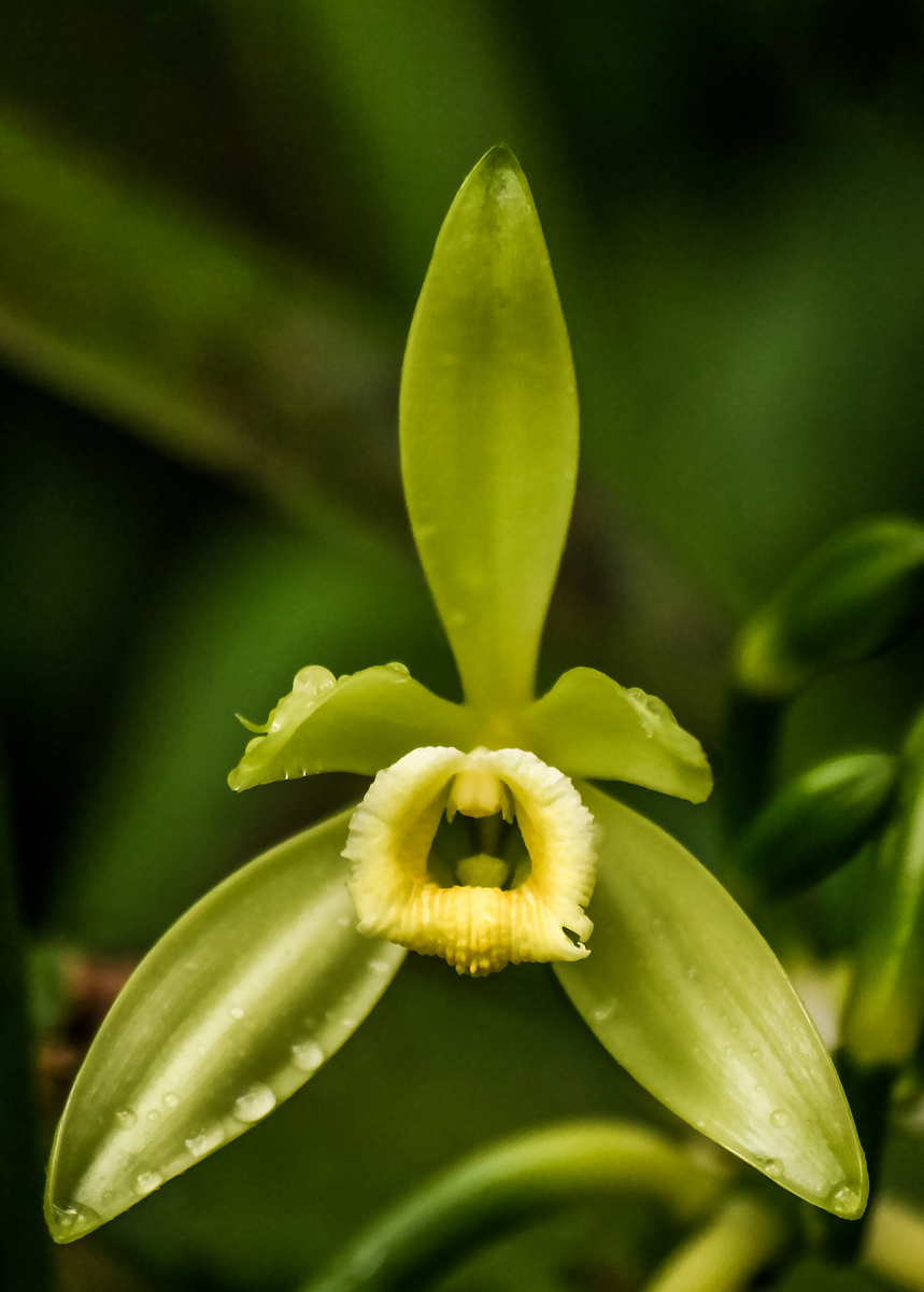 Vanilla Bean Orchid | Rare Fruiting Vine | Sow Exotic