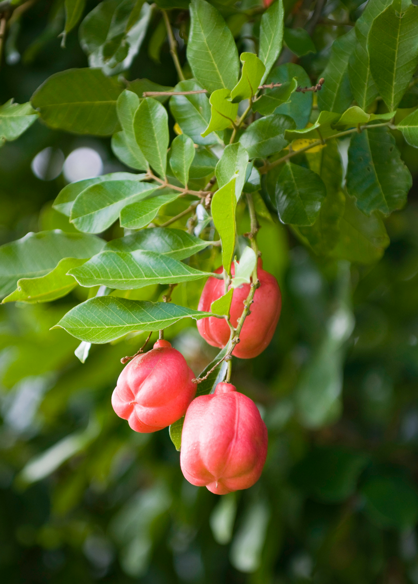 Ackee Fruit Trees For Sale - SowExotic.com – Sow Exotic