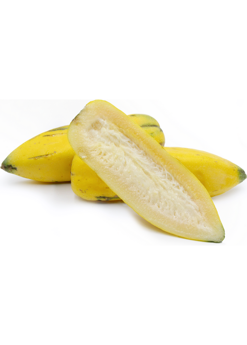 Babacao 'Mountain Papaya' Fruit Tree - SowExotic.com – Sow Exotic