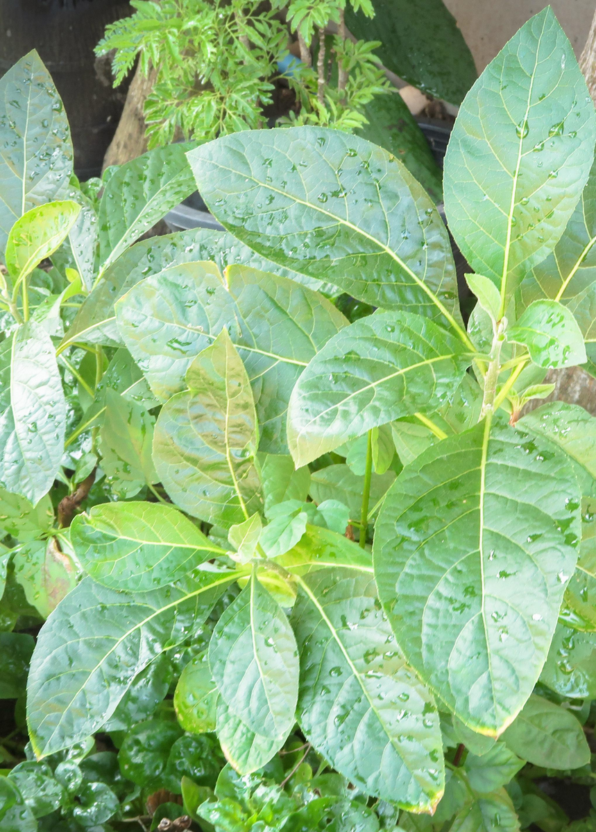 Chinese Bitterleaf | Live Medicinal Herb | Sow Exotic