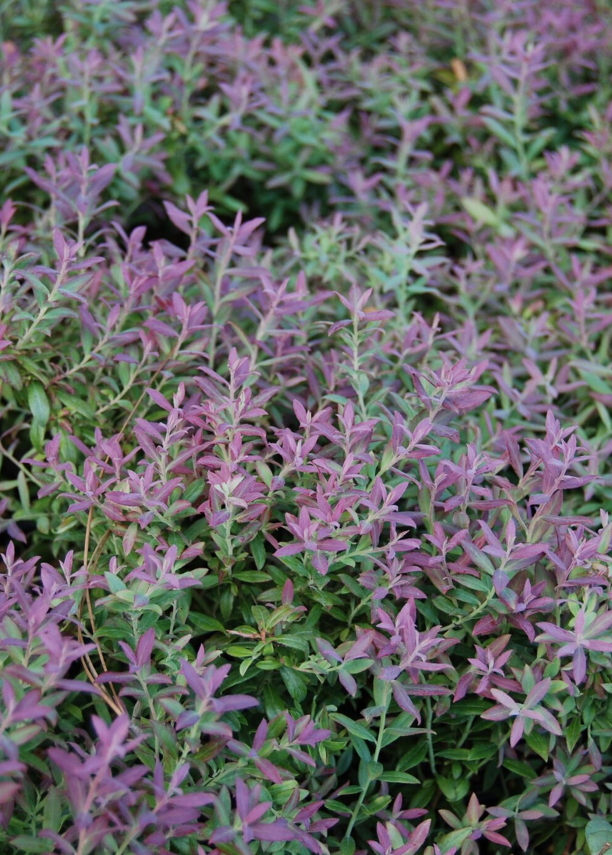 Native Florida Blueberry Plants For Sale - SowExotic.com – Sow Exotic