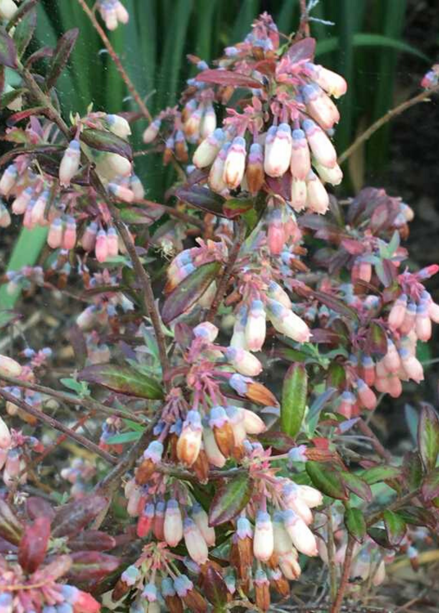 Native Florida Blueberry Plants For Sale - SowExotic.com – Sow Exotic