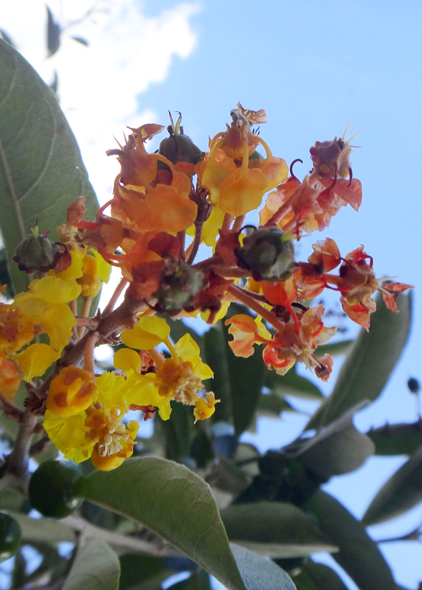 Nance Fruit Tree, Byrsonima crassifolia - Tropical Fruit | Sow Exotic