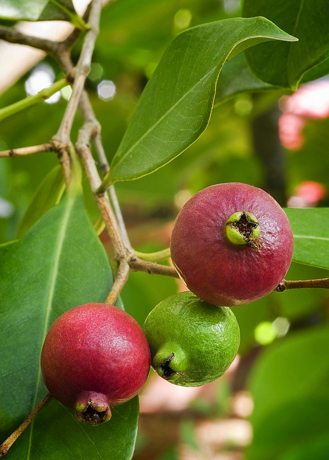 Psidium Cattleianum Psidium Cattleianum Afzel. Ex Sabine | Kok Lanas,