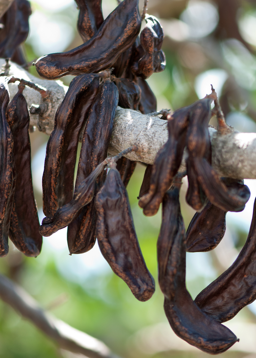 Carob | Live Fruit Tree and Culinary Herb Tree | Sow Exotic