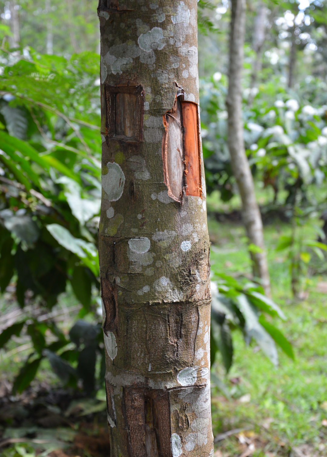 Cinnamon Tree Bark