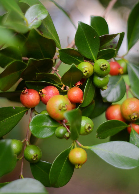 Shop Back in Stock - Rare Edible Plants For Sale - SowExotic.com – Sow ...