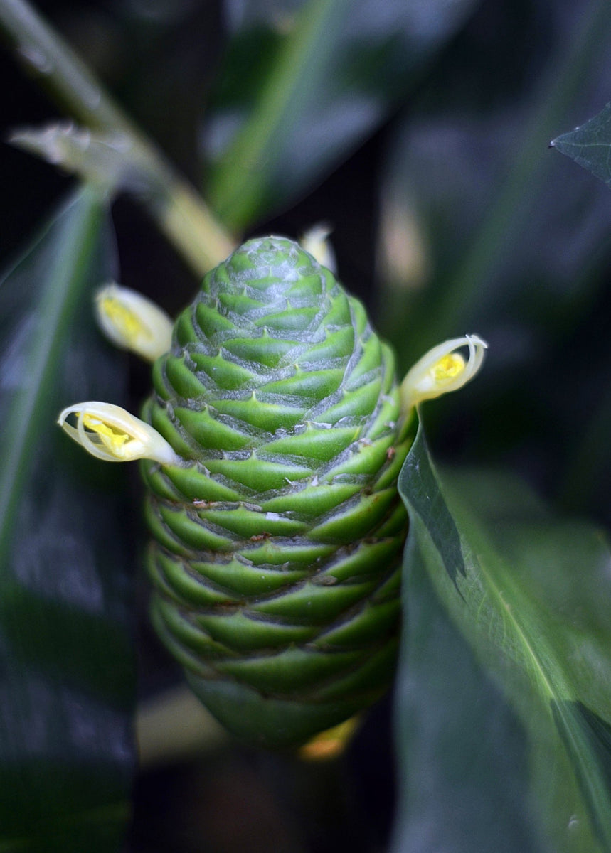 Awapuhi Shampoo Ginger - Fresh Awapuhi Flowers | Sow Exotic