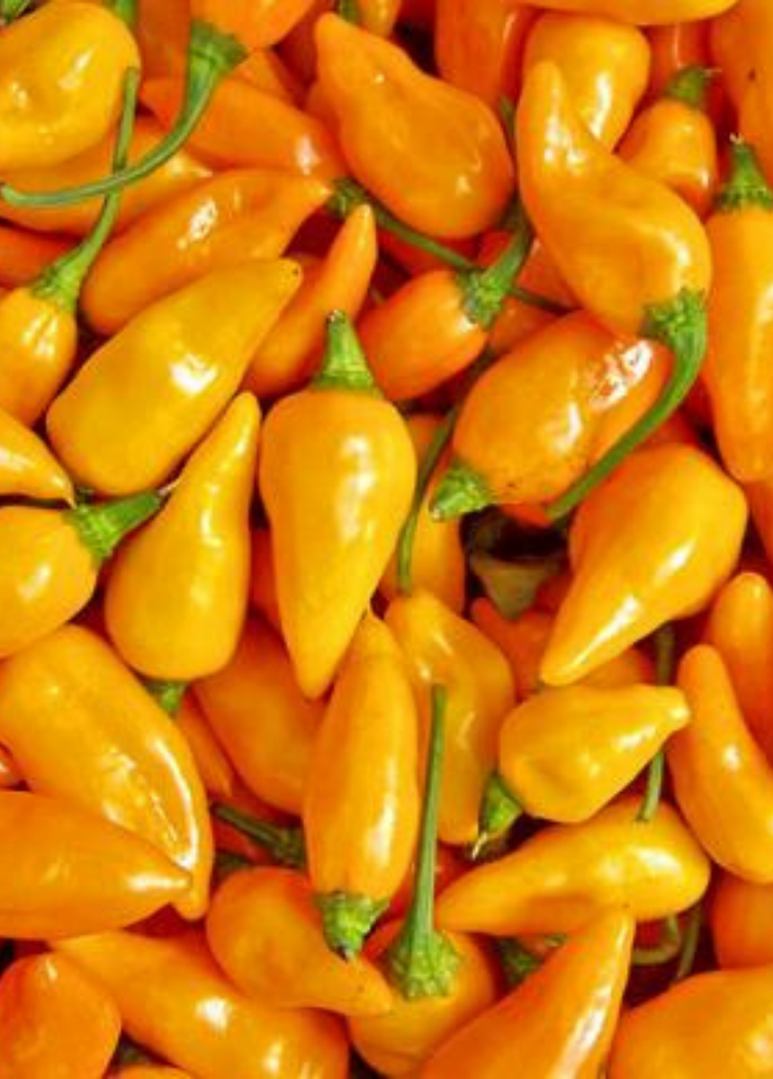 Datil Pepper | Live Plant | Sow Exotic