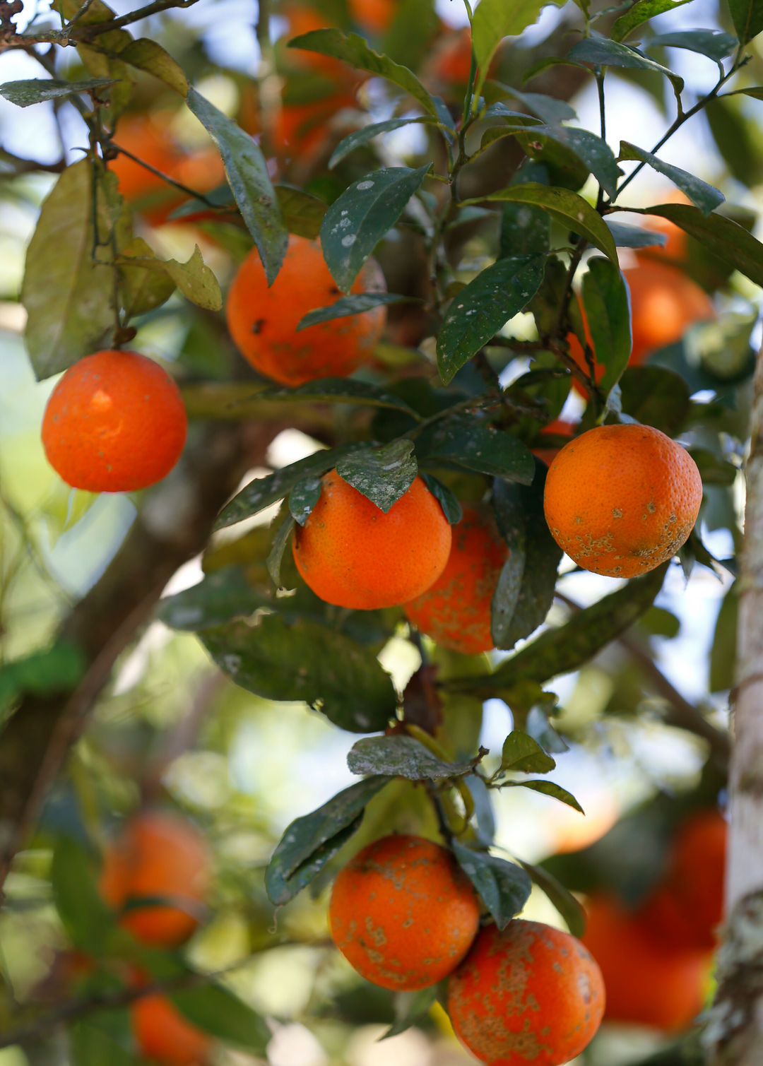 orange tree type